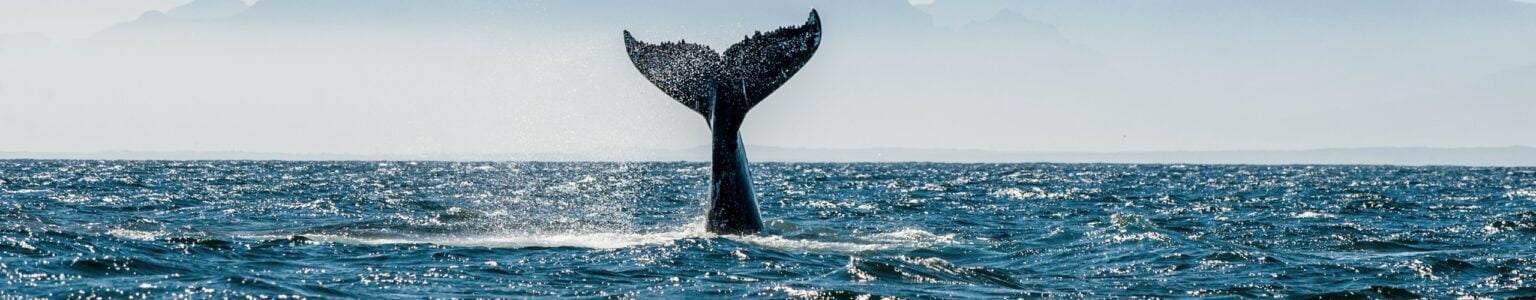 Truede dyrearter i Danmark og verden - Gør en forskel - Se her!