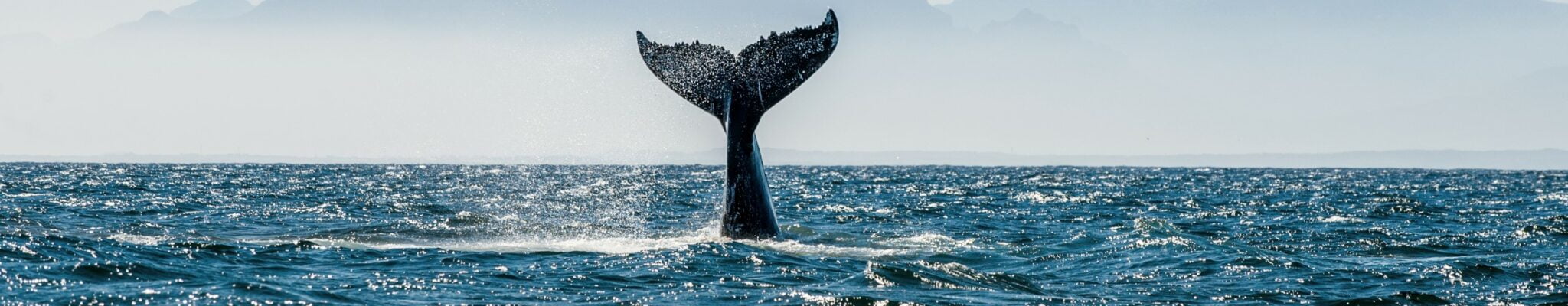 Truede dyrearter i Danmark og verden - Gør en forskel - Se her!